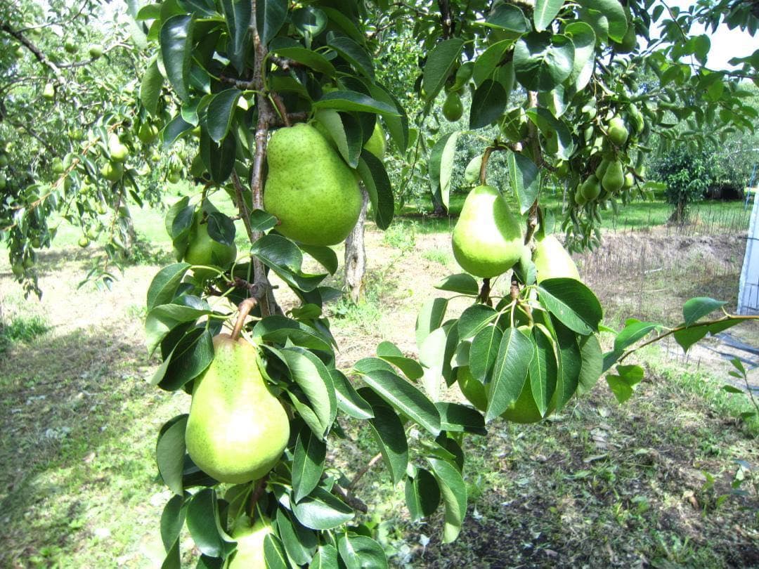 青森県 南部地方産 硬い洋梨(バートレット)大きい順に総重量 約24㎏農園直送⑧