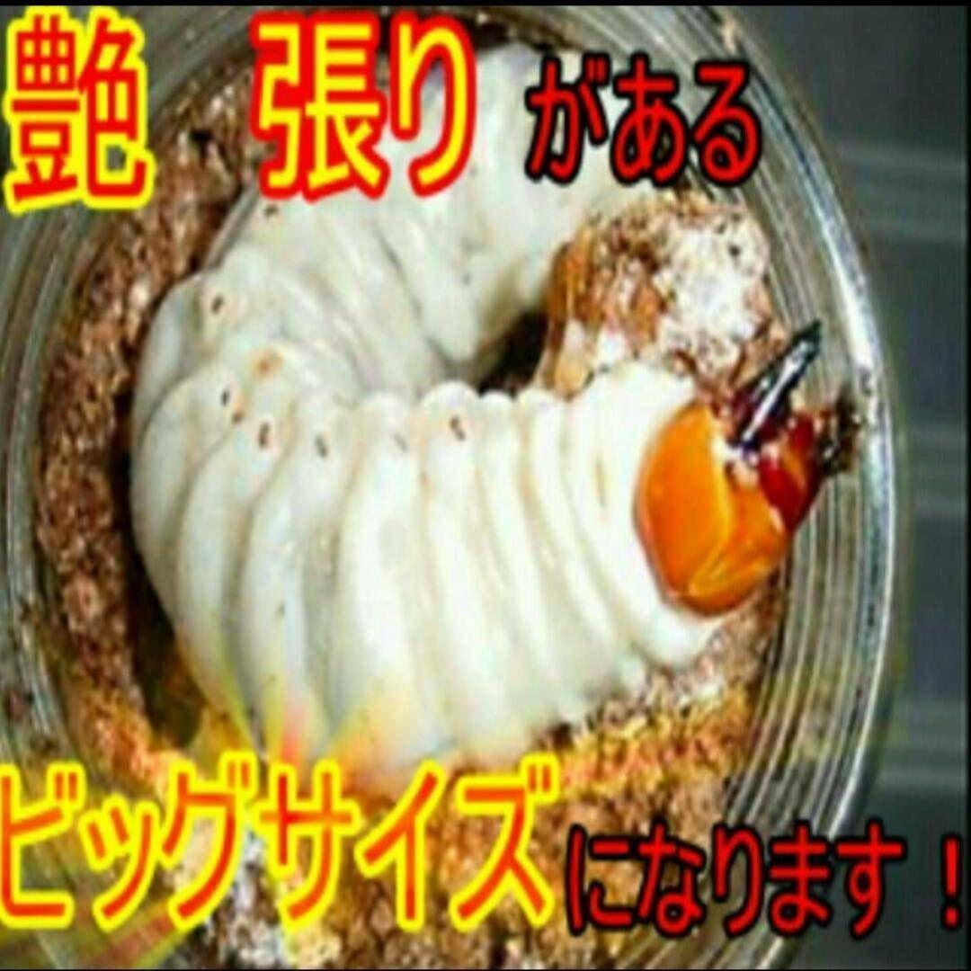 極上！黒アワビタ菌糸瓶【8本】初令、2令に最適な500ml☆小型の色虫にもお薦め