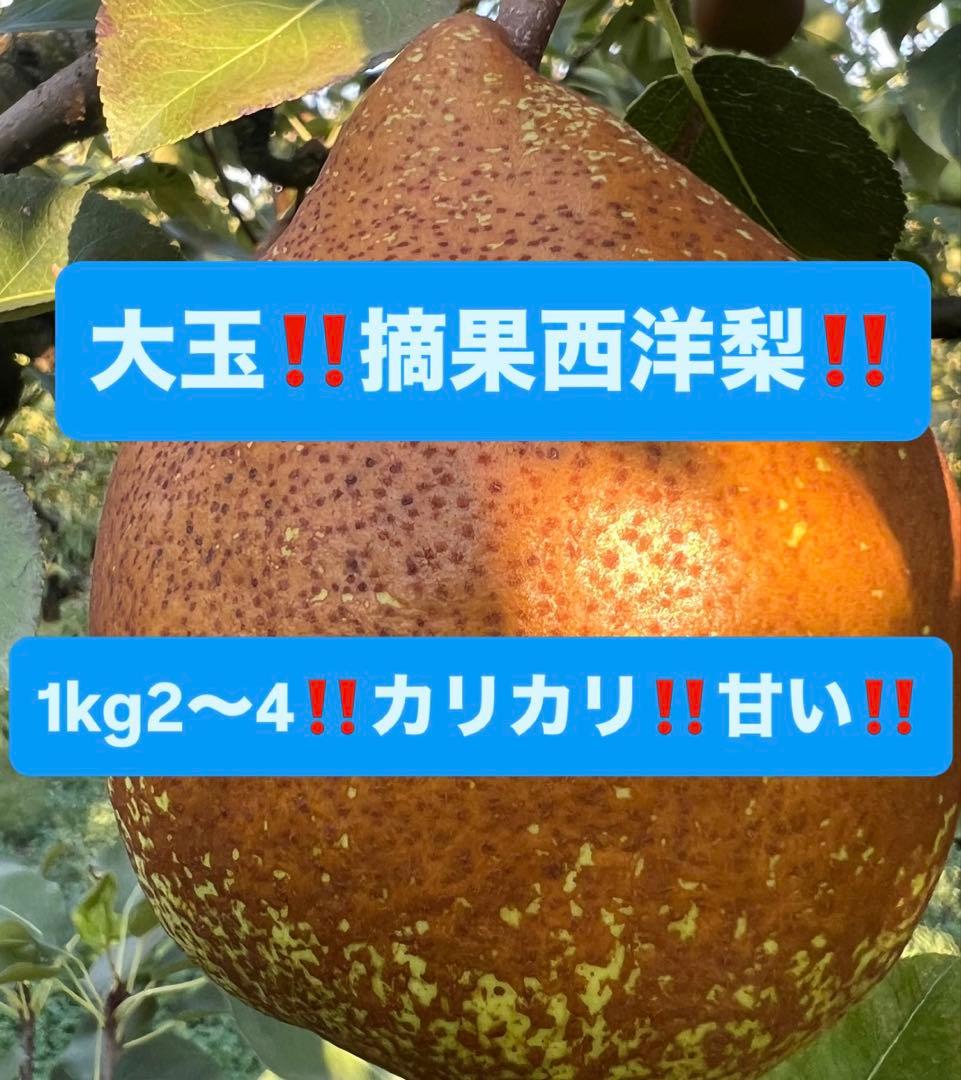 山形県産　摘果西洋梨　20kg‼️大玉‼️