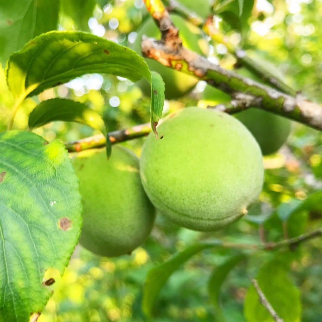 ナツ様　梅干し200グラム　山クラゲ1600グラム3個に分ける！