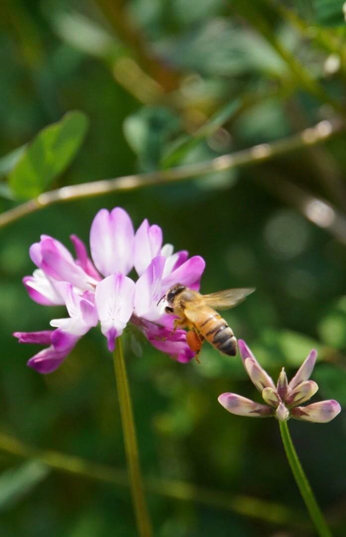 はちみつ　日本蜜蜂のハチミツ　奥山の蜂蜜　花粉入り