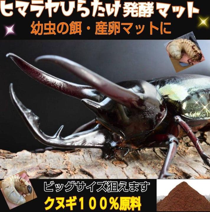 カブトムシ幼虫が大きくなる！発酵マット【60L】室内製造で雑虫混入100％なし！