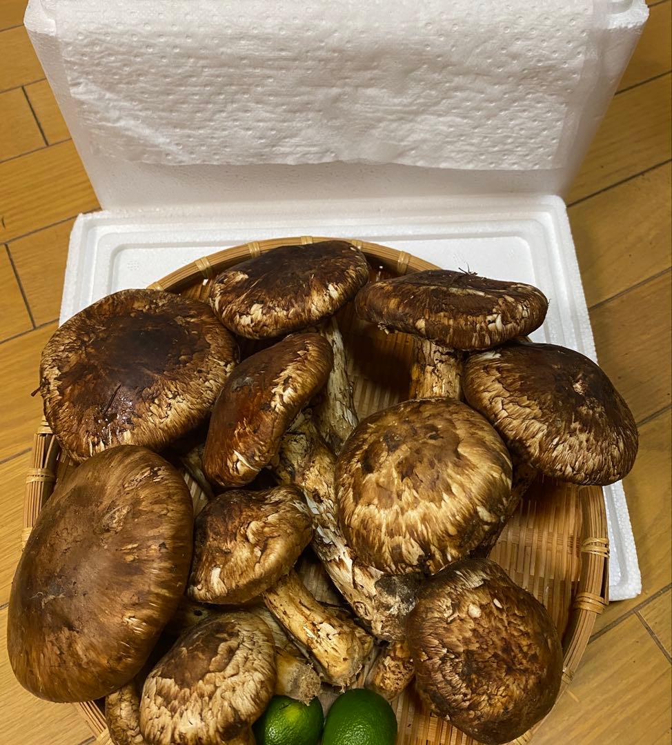 中国産 松茸 約5kg まつたけ