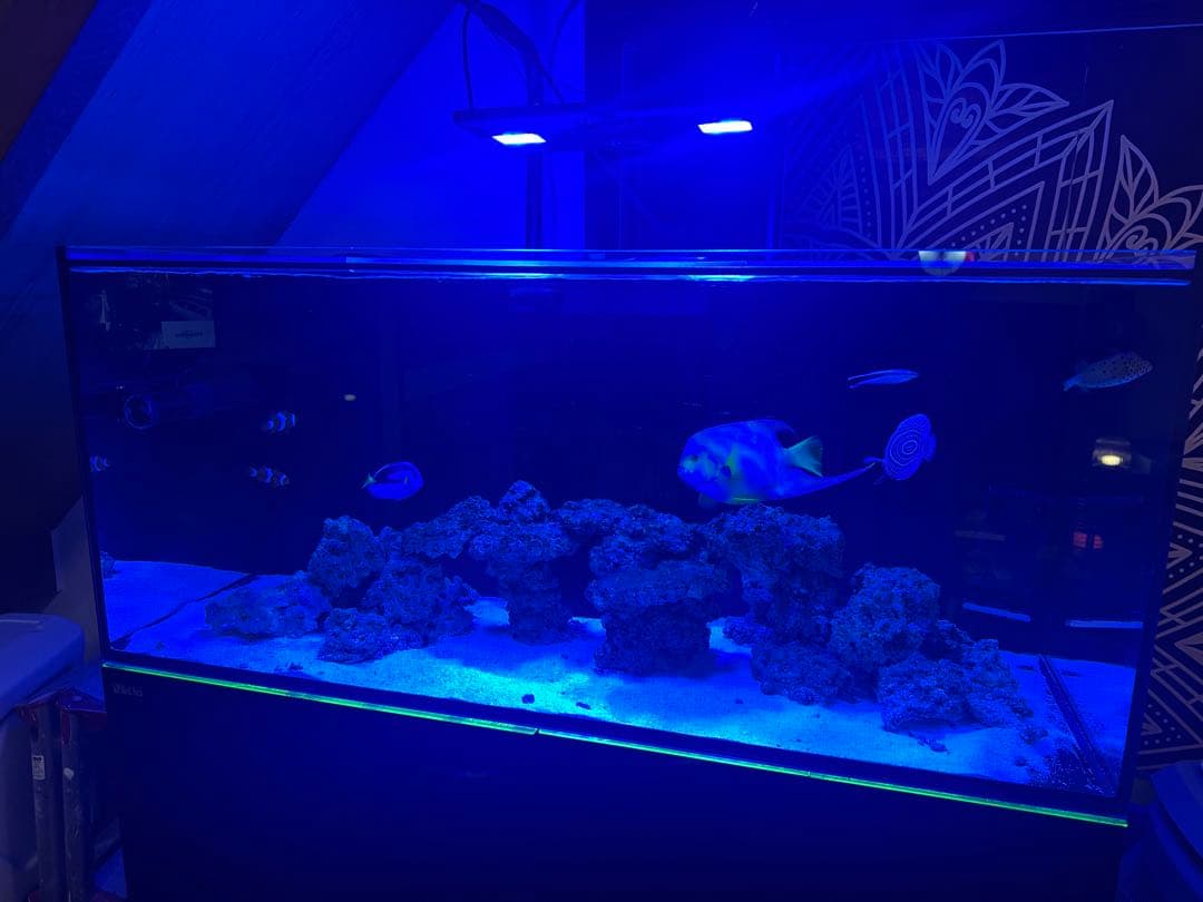 RedSea REEFER 350 海水魚飼育フルセット レッドシー 水槽