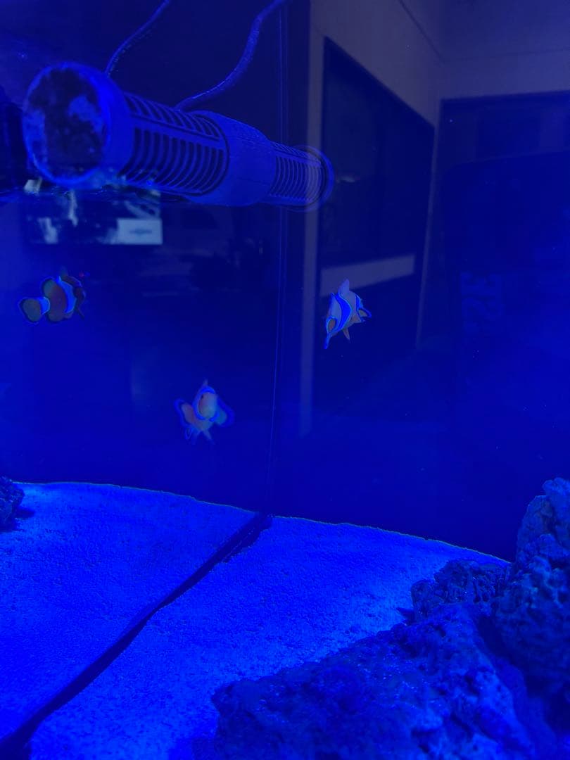 RedSea REEFER 350 海水魚飼育フルセット レッドシー 水槽