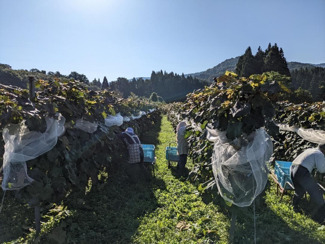 【yoshimi】山ぶどう １2㎏　山形県月山山麓産①
