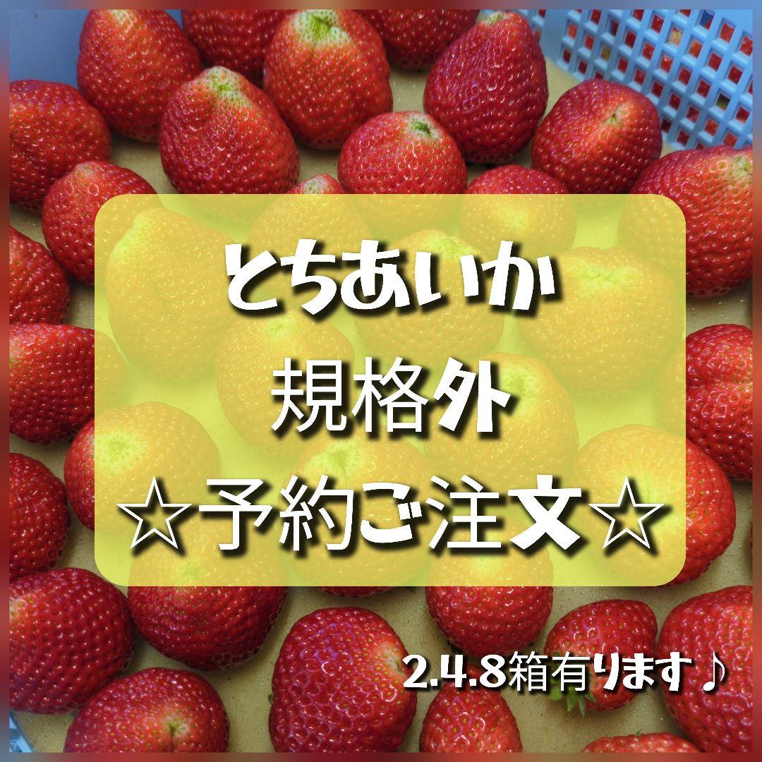 栃木県産いちご　とちあいか　規格外約1.4kgx4箱