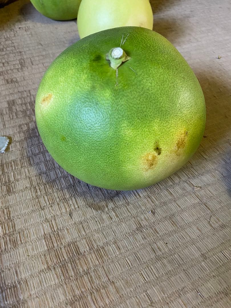 チャンドラポメロ　訳あり　20kg