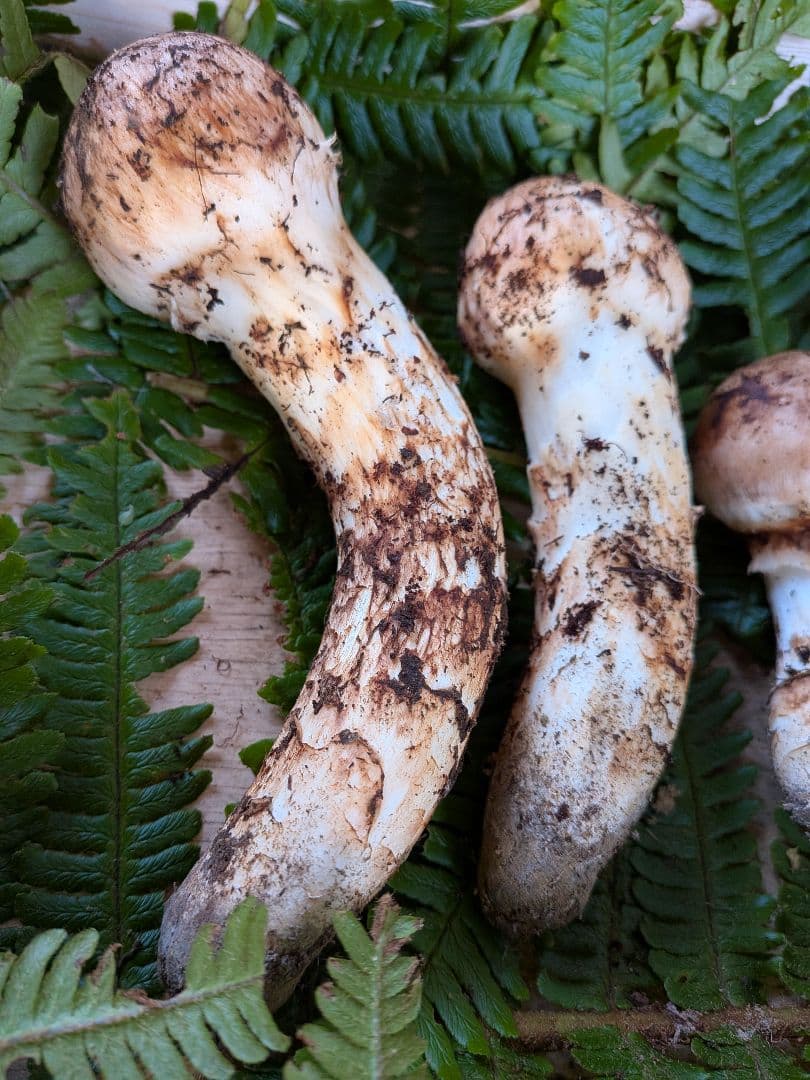 長野県産 松茸 195g 10月21日 採り※シモフリ・クリタケ少し