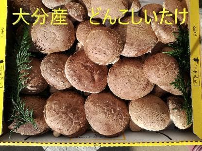 AKOさまご予約専用 大分県名産 生どんこ椎茸「秋子」ダブル