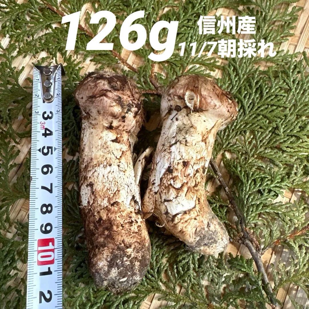 長野県南信州産‼️松茸 2本セット 126g 11/7朝採れ