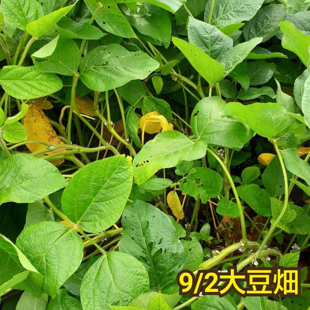 自然栽培　幻の大豆『八天狗』10kg 熊本県産