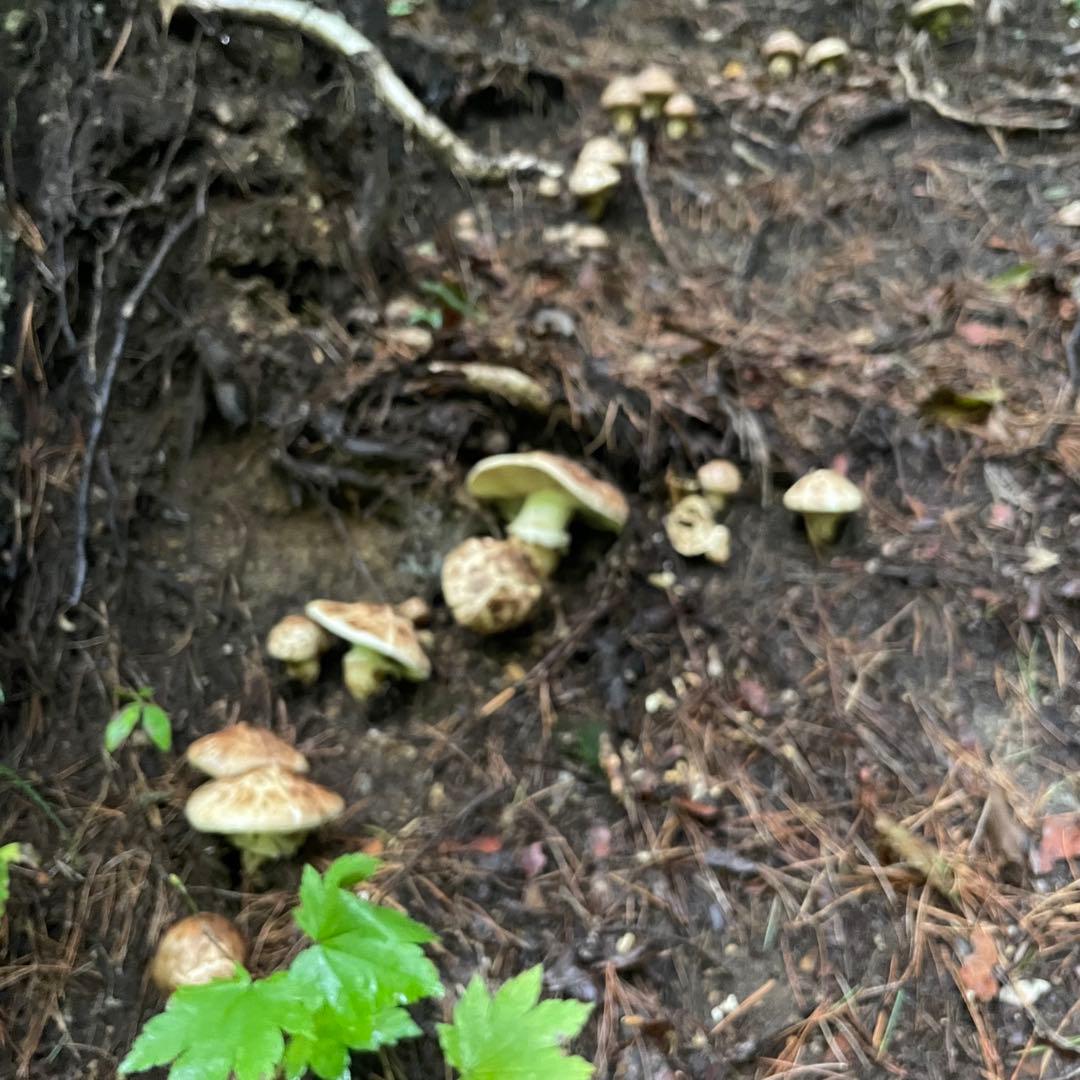 天然きのこ 松茸 国産 マツタケ まつたけ 大自然の凛さん採取その152