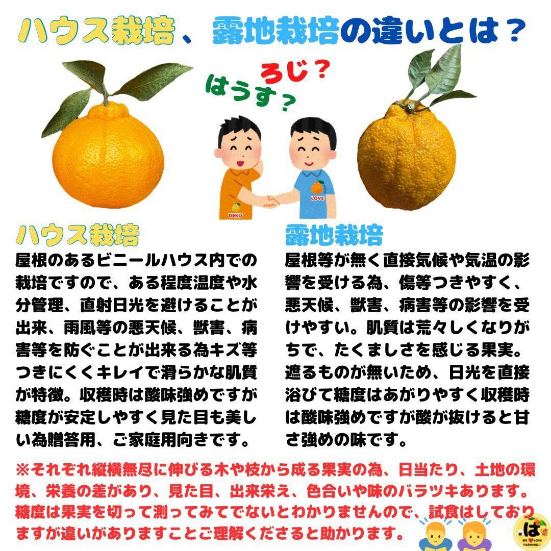 ※確認用　家庭用　大玉MIX箱込み9.5kg以上【露地栽培　不知火　デコポン】