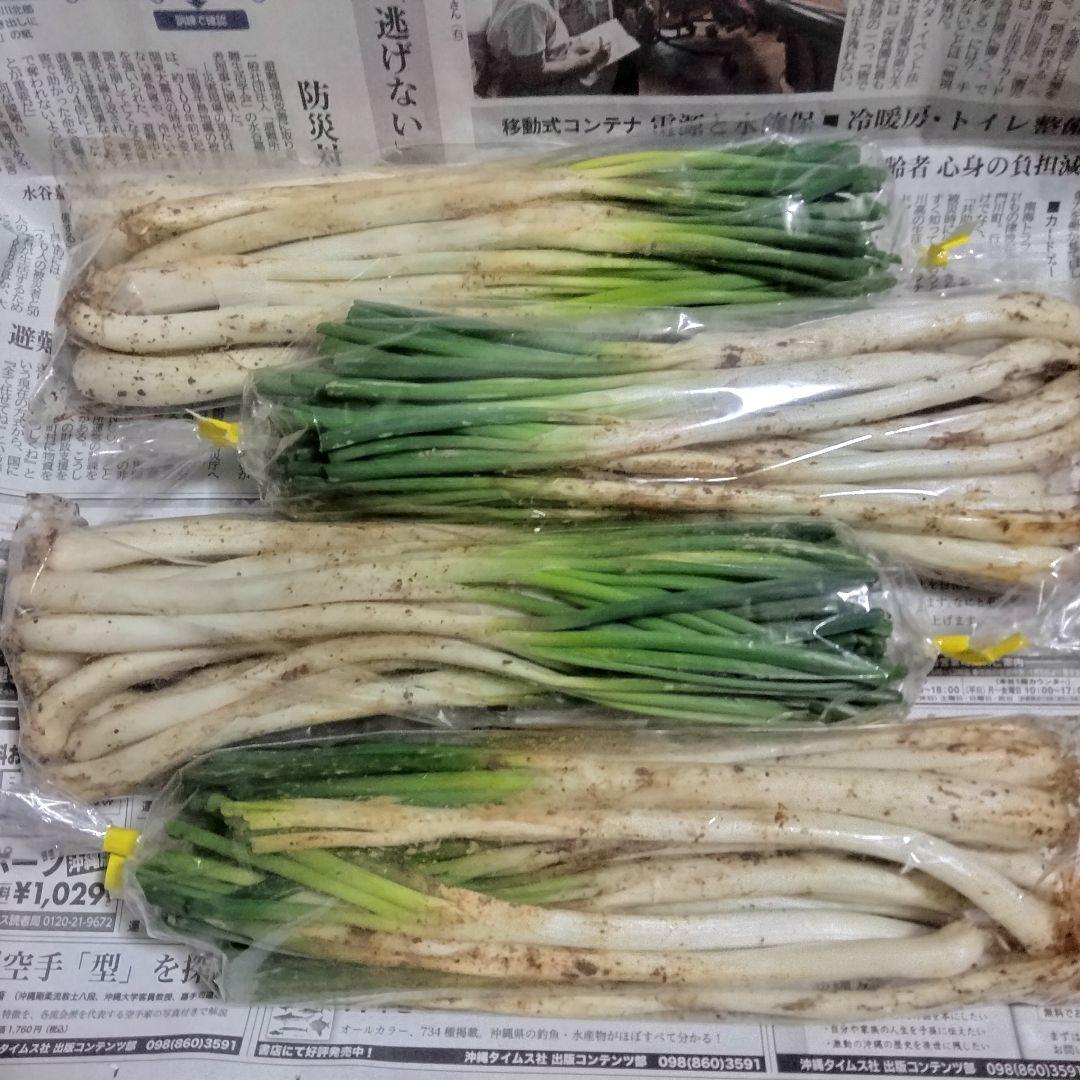 【4800円off】〈新物〉沖縄県産 島らっきょう 約9.6kg【常温便】①