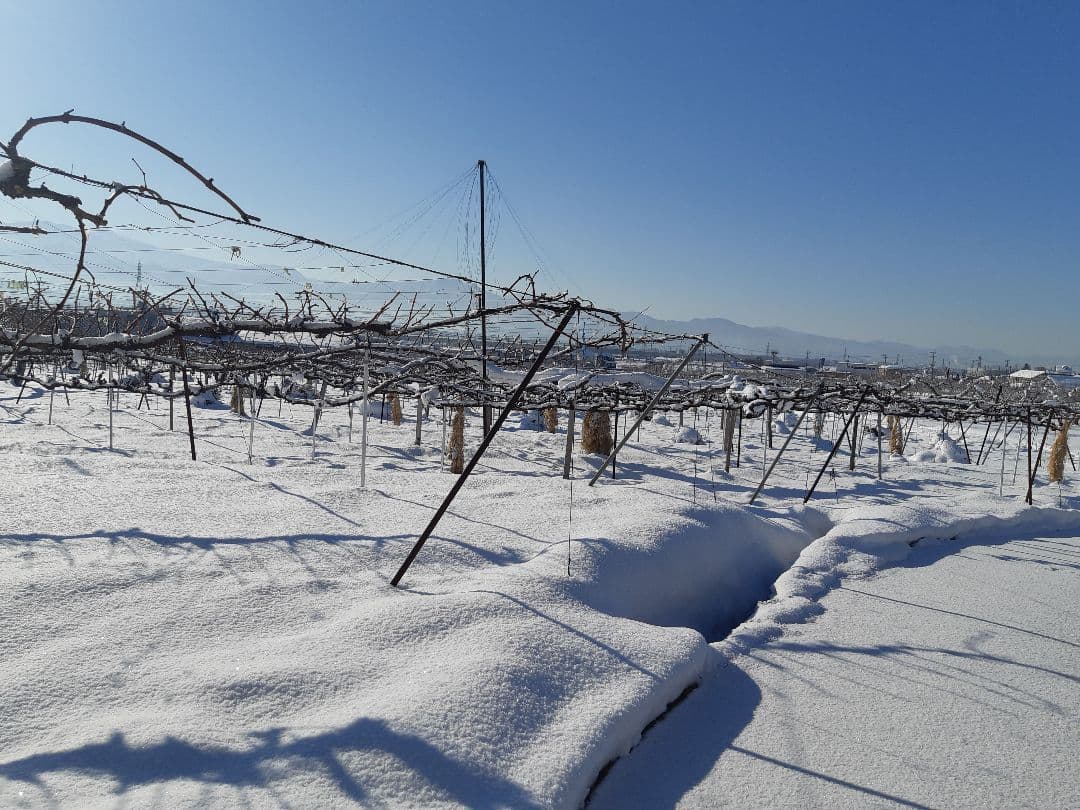 シャインマスカット徳用5.5キロ入りの粒バック入りになります。