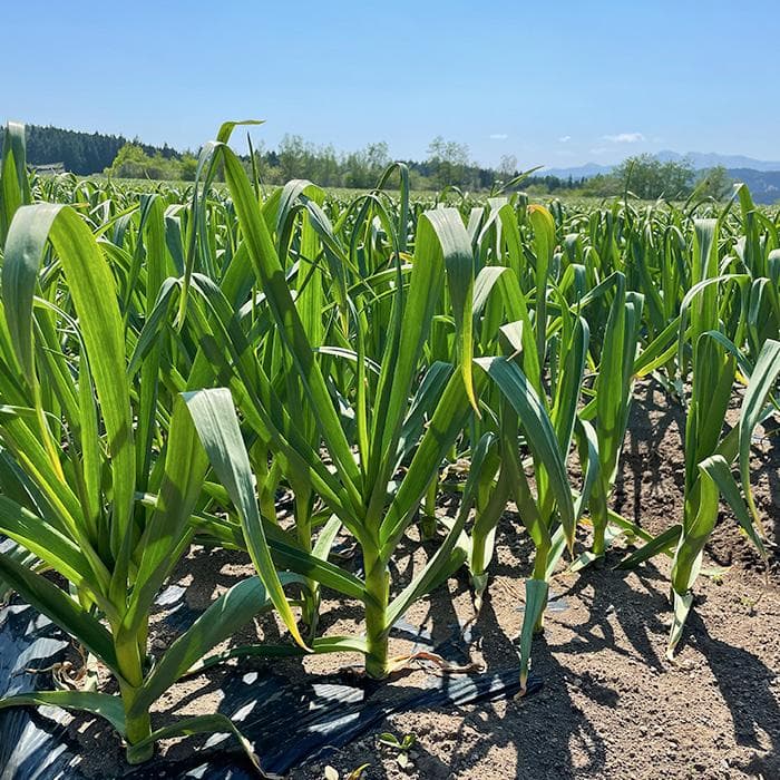 【最上級品】青森県倉石産にんにく福地ホワイト六片種Lサイズ 3kg