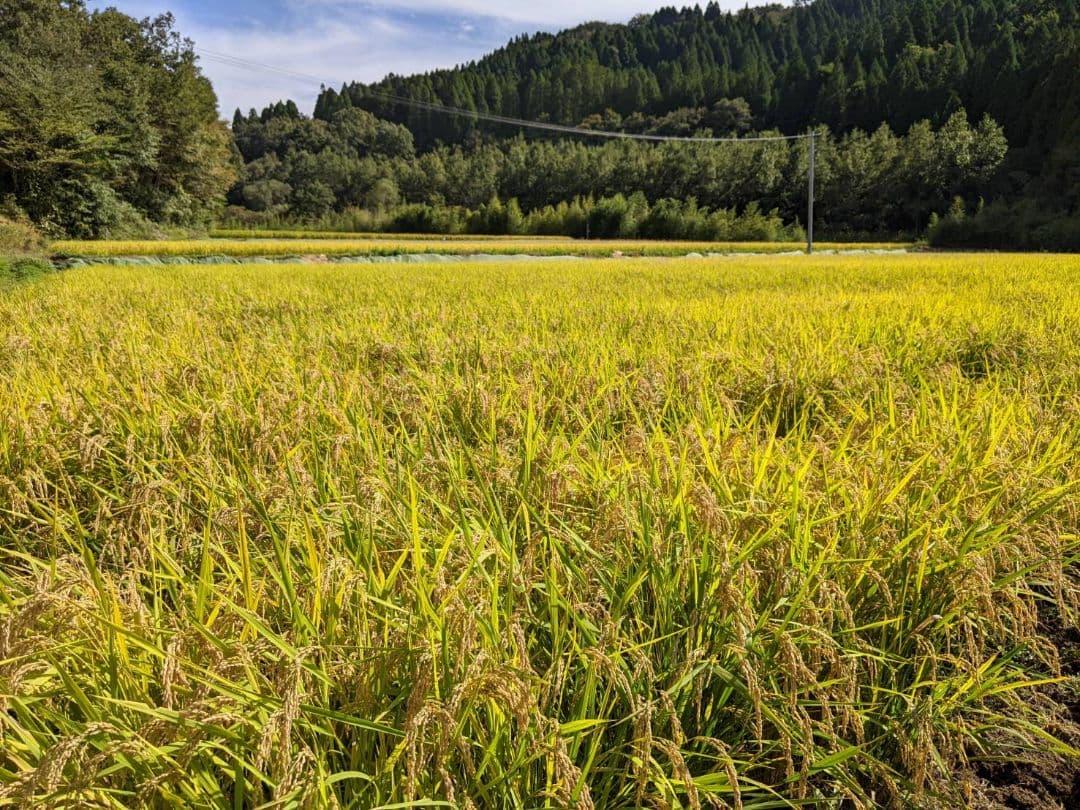 ★自然栽培米　玄米5kg　令和7年度　熊本県産　森のくまさん★