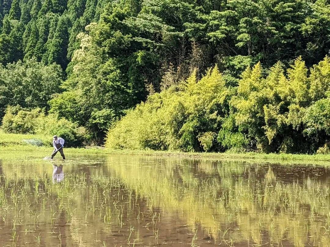 ★自然栽培米　玄米5kg　令和7年度　熊本県産　森のくまさん★
