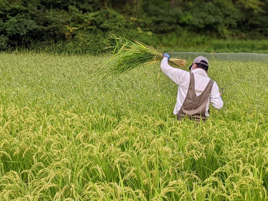★自然栽培米　玄米5kg　令和7年度　熊本県産　森のくまさん★