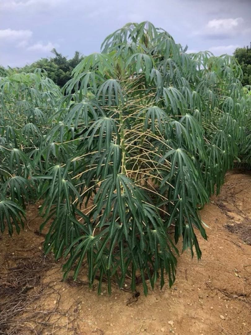 徳之島産キャッサバ薄黄色生芋20キロ入り