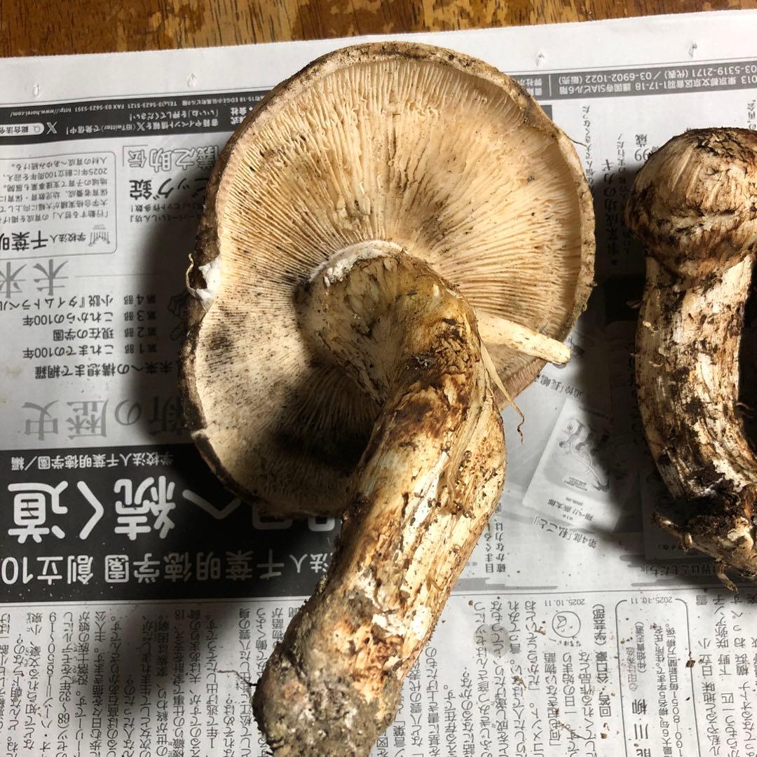 信州産　松茸　470g