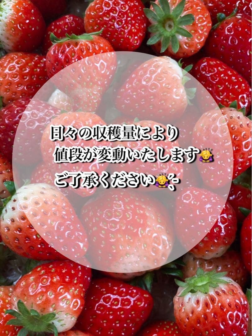 A級品 とちあいか いちご 720g ケーキ　農家直送　クリスマス　朝摘み