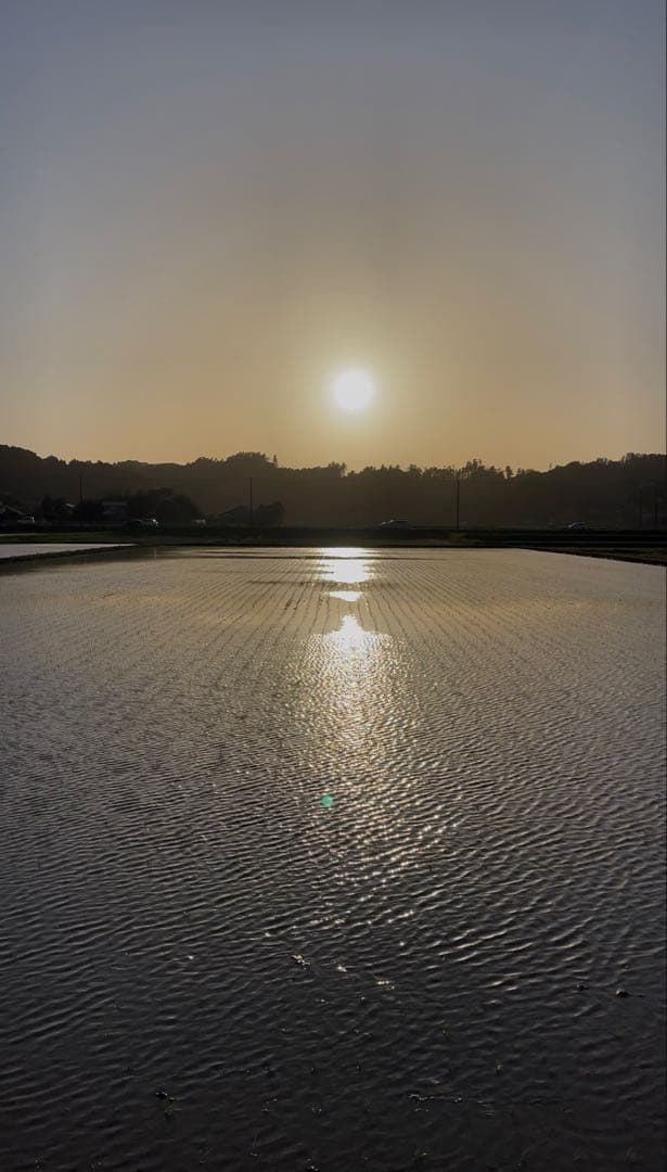 ☆早い者勝ち☆新米 コシヒカリ 令和7年産 千葉県いすみ市産　白米　クリーン精米