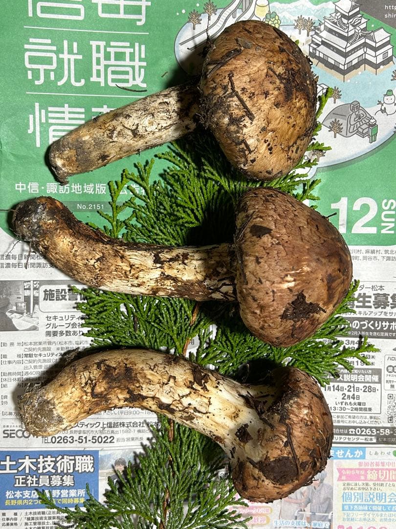 ☆信州産松茸☆今現在約335グラム☆まつたけ☆クール便送料着払い☆国産松茸☆①☆