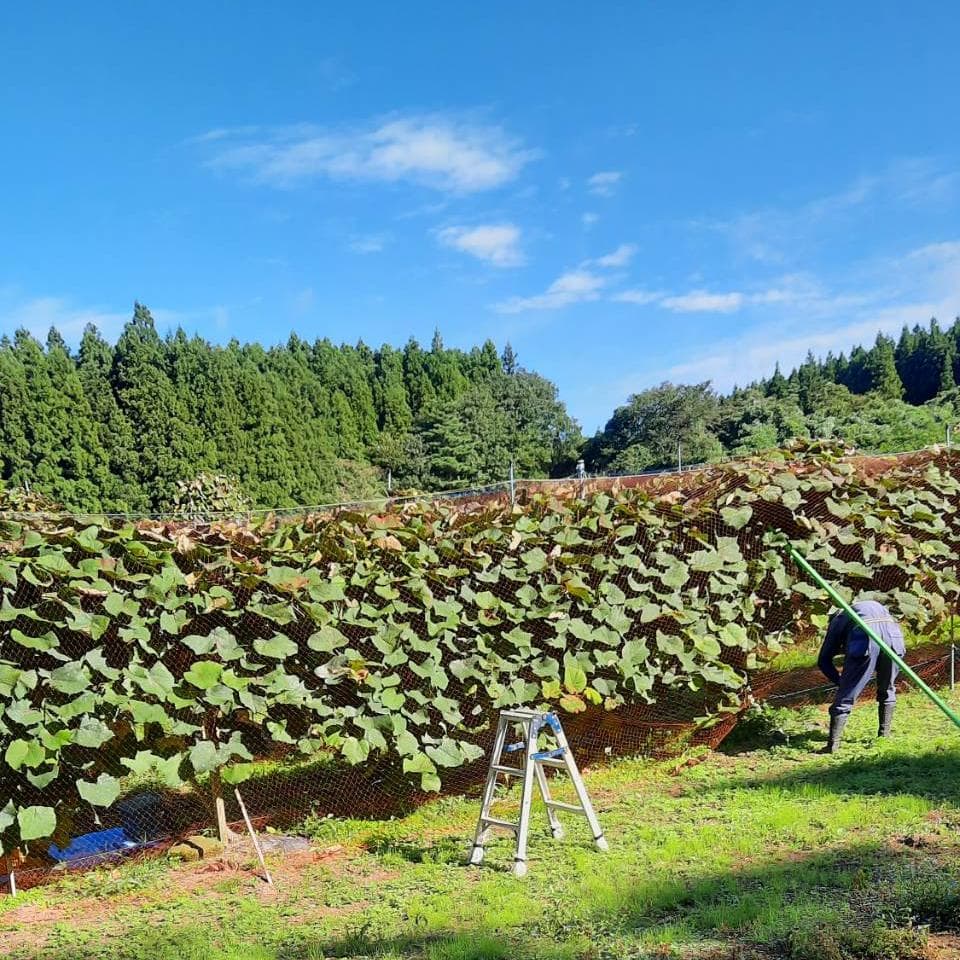 【たっぷり12kg】鳥海山麓の自家栽培 やまぶどう 果実酒にも