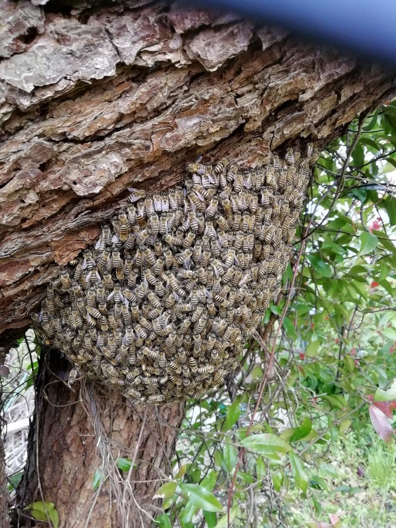 ♥️★極み稀少限定品『100％純粋春蜜の2瓶セット』《幻の天然完熟百花蜜》