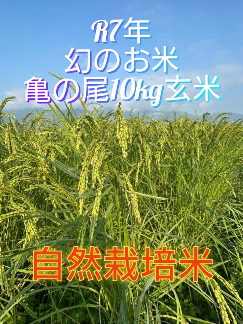 1 令和7年 自然栽培米 亀の尾10kg玄米