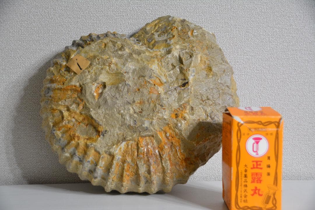 ★本物●学術用●巨大　北海道産 アンモナイト 化石 標本 鑑賞石