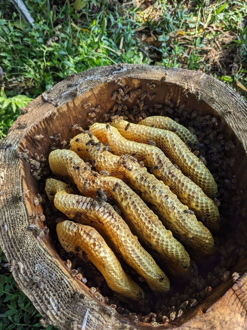 日本ミツバチ 蜂蜜 令和7年度 採れたて 1200g×2 たれ蜜 非加熱　百花蜜