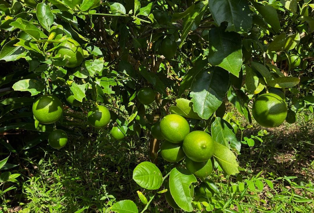 完全無農薬　石垣島産 マイヤーレモン １０kg
