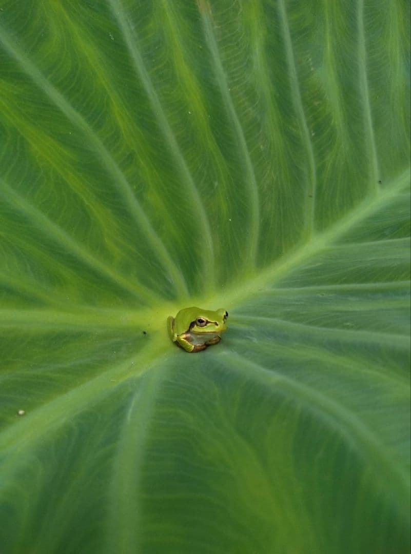 La★na様　里芋(土垂)　約10kg種用 小芋のみ