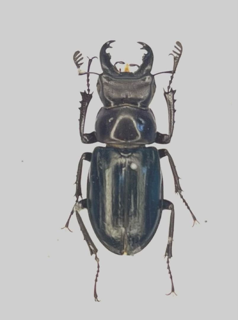 ミクラミヤマクワガタ黄紋型通常型セット