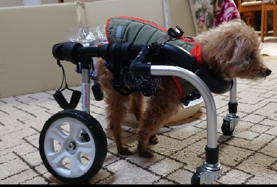 犬用車椅子・歩行器　四輪車（小型犬用）