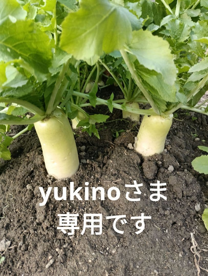 ★栽培期間中農薬不使用★お気に入り野菜セット