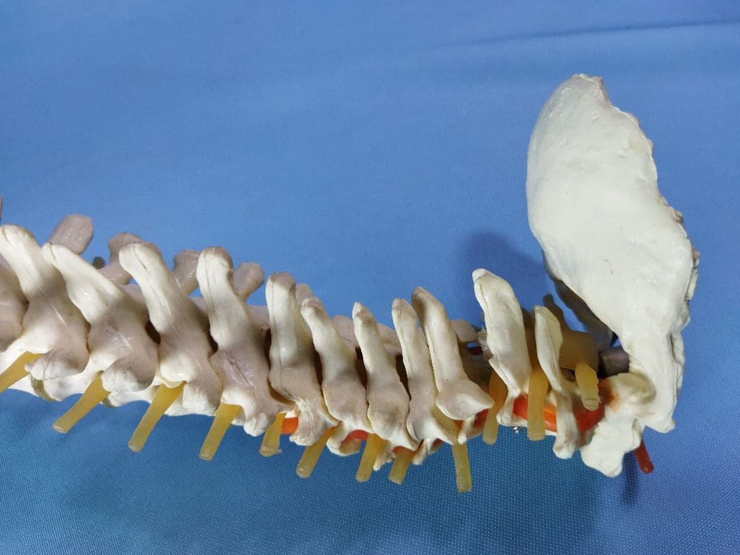 脊椎模型 約70cm 骨格標本　人体模型　カイロ　整体　整骨院　鍼灸