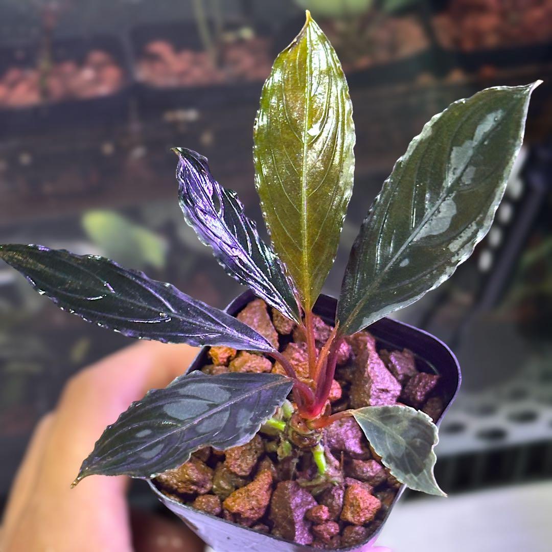 こ*た様 ブセファランドラでBucephalandra Kishii 細葉