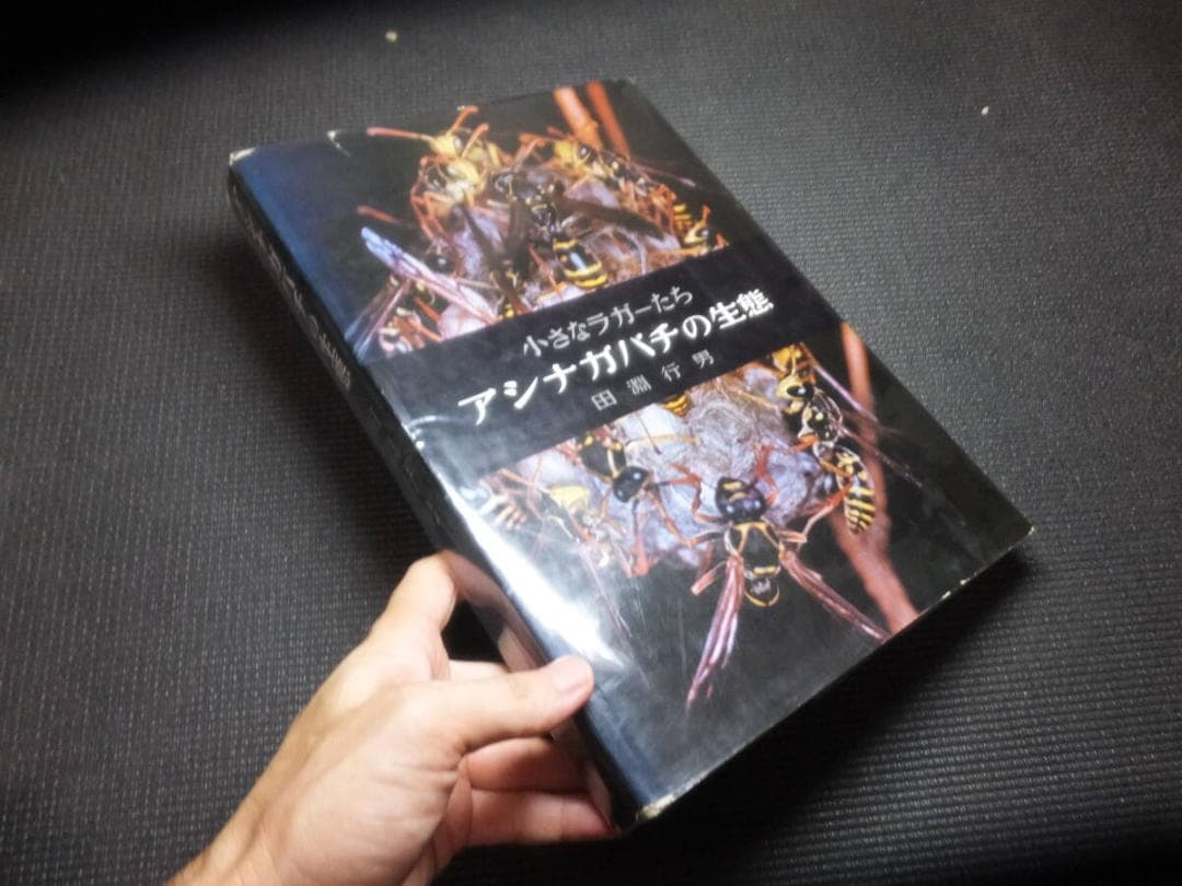 田淵行男！小さなラガーたち！アシナガバチの生態！　　　 　　検高山蝶大雪の蝶標本