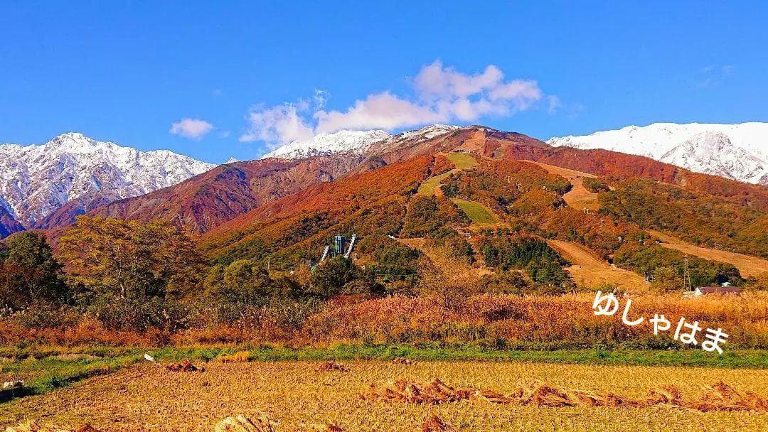 〖ちょい訳アリ〗松茸 128g すだちつき 信州 天然きのこ 長野 国産