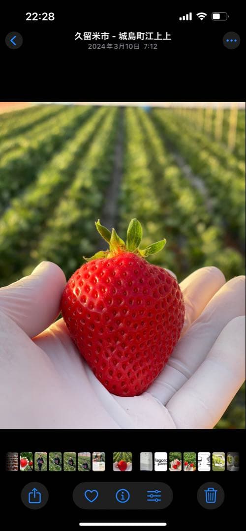 福岡県産　あまおう　10P