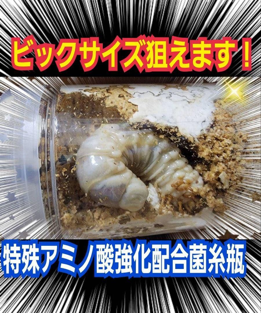 極上！カワラタケ菌糸瓶【10本】特殊アミノ酸強化配合！クワガタ幼虫全般に使えます