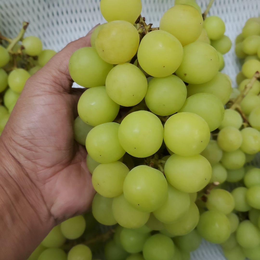 1⃣0️⃣ 山梨県産 シャインマスカット１３房 箱込み5.6キロ