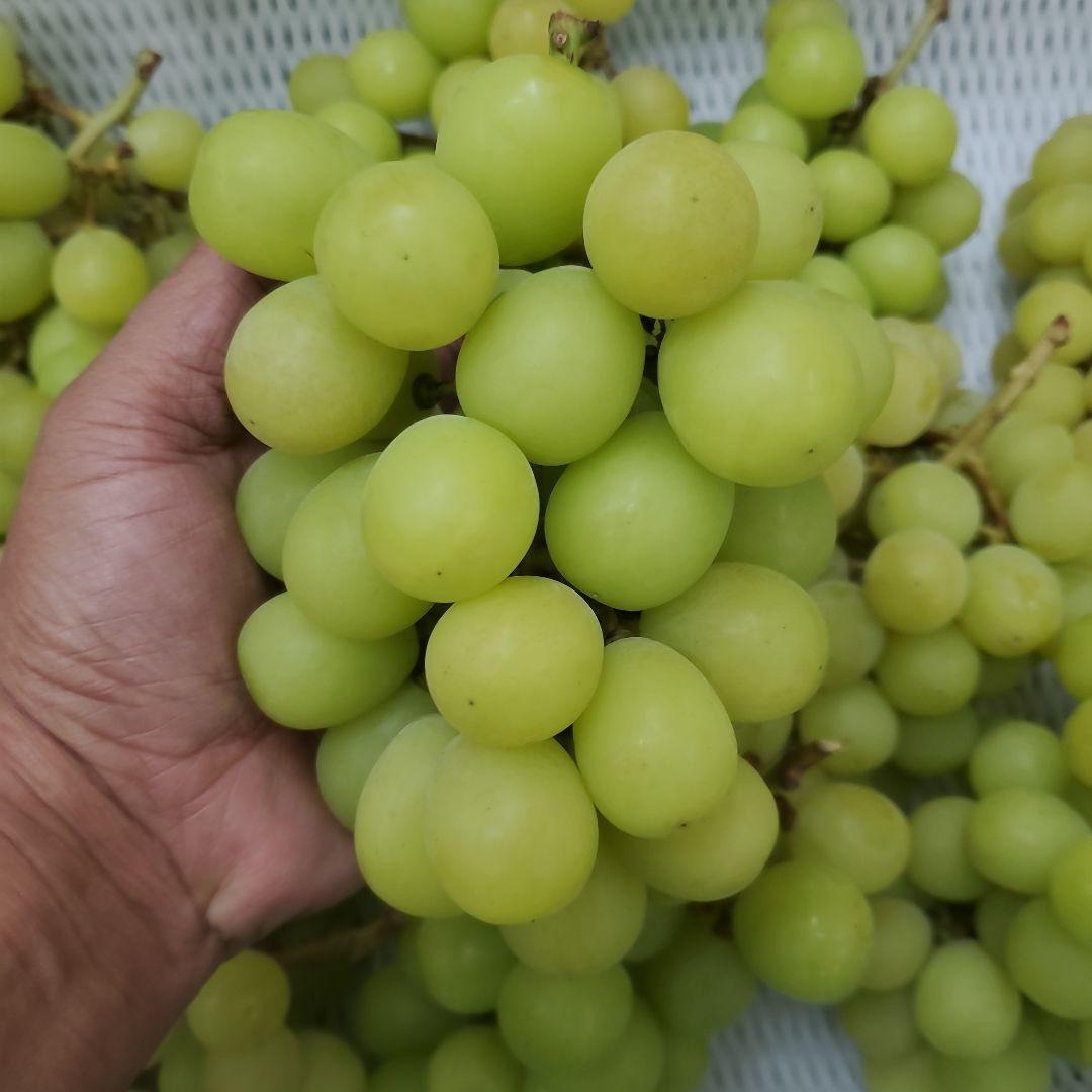1⃣0️⃣ 山梨県産 シャインマスカット１３房 箱込み5.6キロ