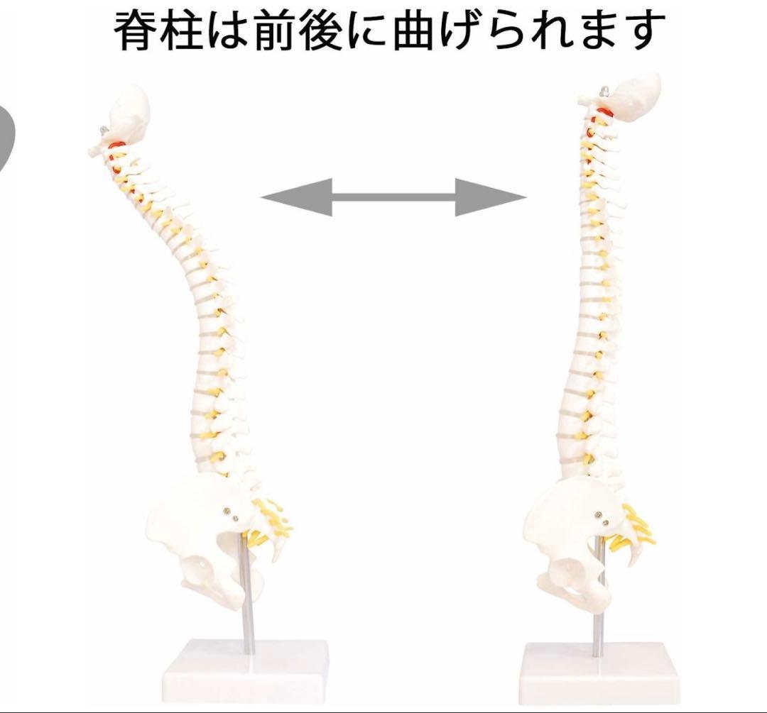 脊椎模型　人体模型 脊椎 44cm 2本セット