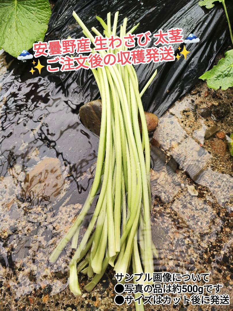 【別注品】7kg 安曇野産 わさびの太茎 わさび漬け わさび 生わさび