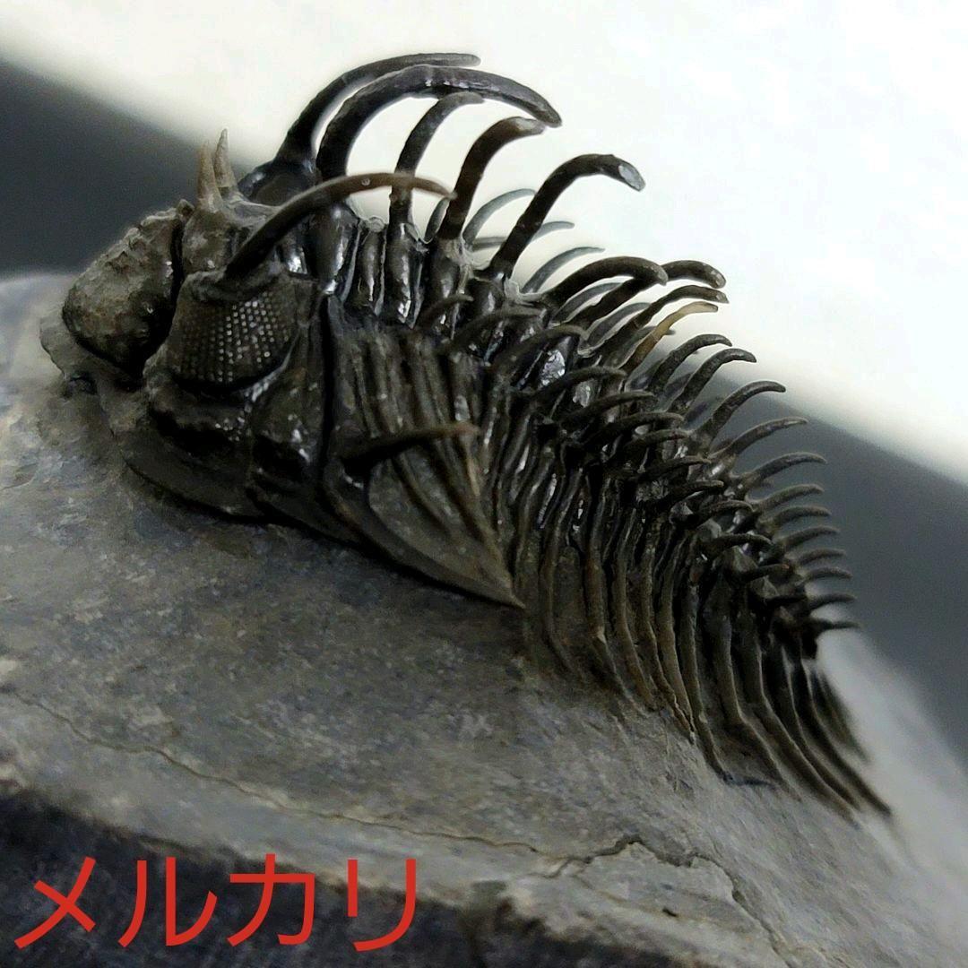 超棘棘！【Comura bultyncki】三葉虫 化石標本★trilobite
